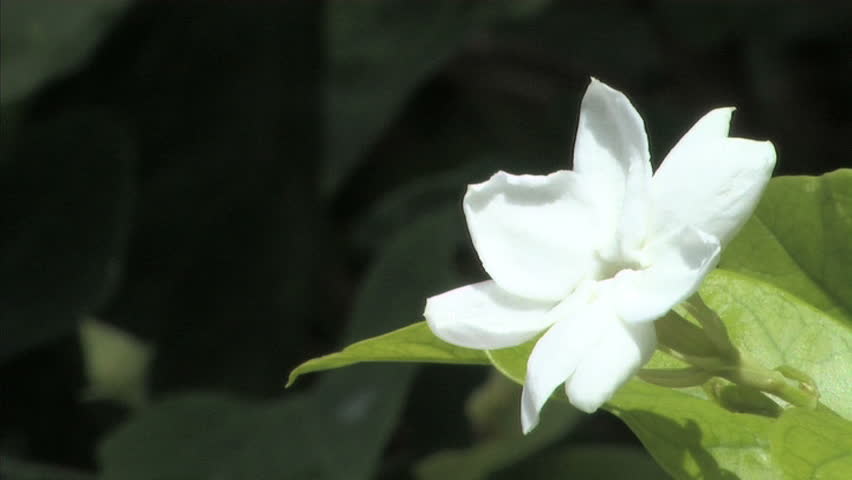 jasmine white flower thailand called "mali" Stock Footage Video (100% ...