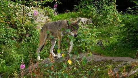 Wolf Summer Stock Footage Video (100% Royalty-free) 8445934 | Shutterstock