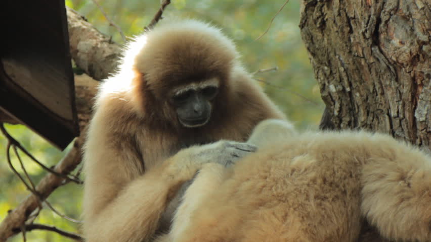 two gibbons animal backgrounds Stock Footage Video (100% Royalty-free ...