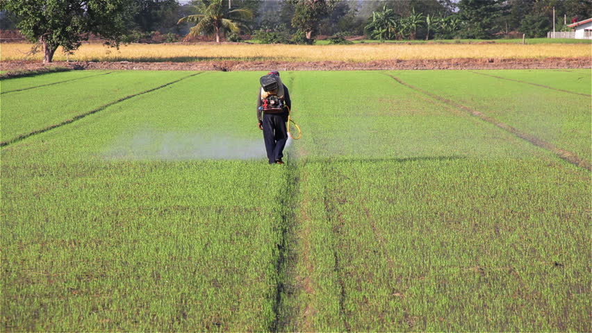 Farmer Spraying Pesticide in Rice Stock Footage Video (100% Royalty ...