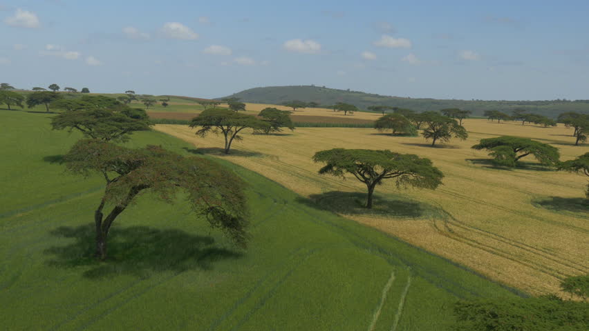 Aerial: Acacia Trees On a Stock Footage Video (100% Royalty-free ...