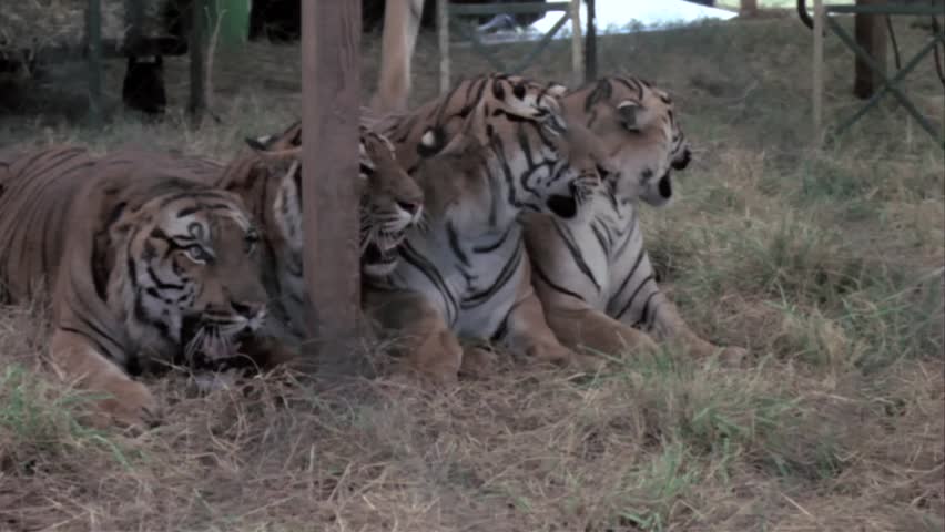 Row of Tigers Performing in Stock Footage Video (100% Royalty-free ...