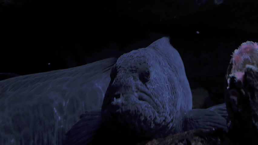 angry wolf eel 4k footage Stock Footage Video (100% Royalty-free ...