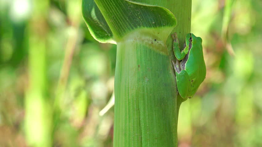 frog on corn leaf close up Stock Footage Video (100% Royalty-free ...
