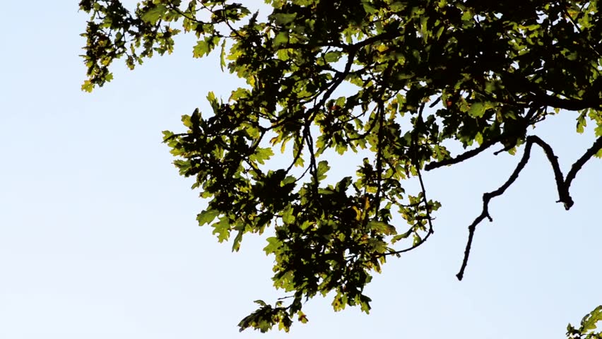 oak tree leaves blowing wind Stock Footage Video (100% Royalty-free ...