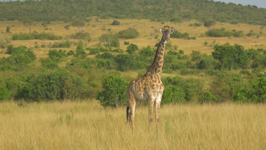 aerial flying around wild giraffe africa Stock Footage Video (100% ...