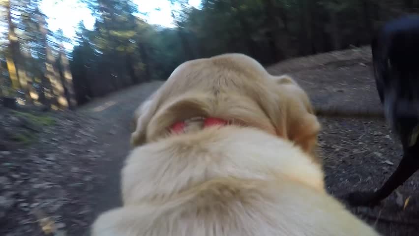 Labrador Retrievers Playfully Growls and Stock Footage Video (100% ...