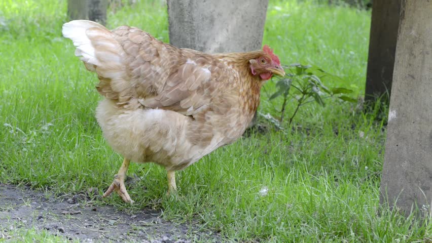 Chicken Pecks Stock Footage Video (100% Royalty-free) 8575816 ...