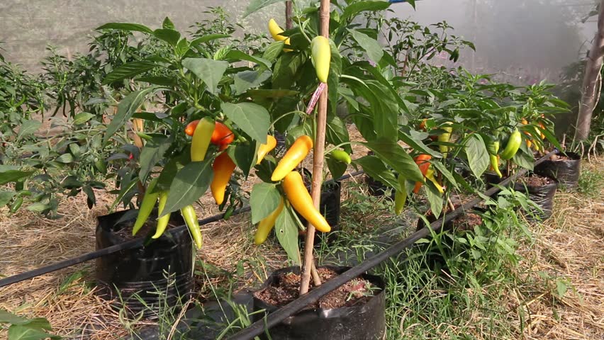 Paprika Farmland in Thailand, Water Stock Footage Video (100% Royalty ...