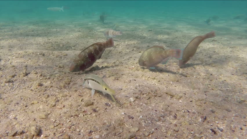 fish feeding on sandy bottom red Stock Footage Video (100% Royalty-free ...