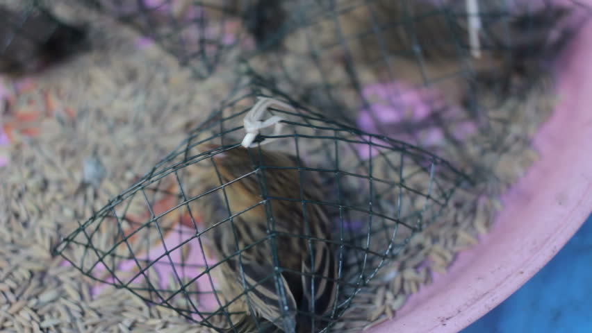 close-up sparrows small cages sale thai Stock Footage Video (100% ...