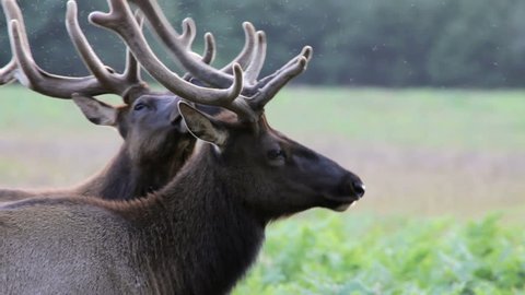 Reindeer Chewing On Some Grass Midnight Stock Footage Video (100% ...