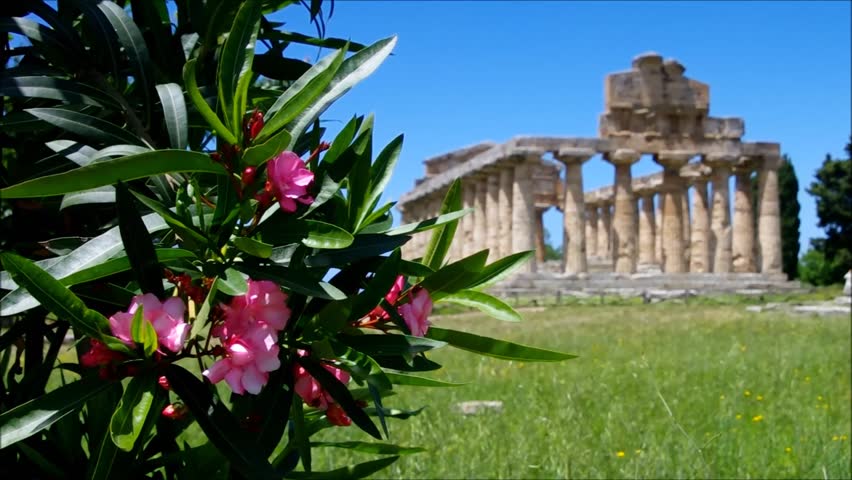 Zeus flower Stock Video Footage - 4K and HD Video Clips | Shutterstock