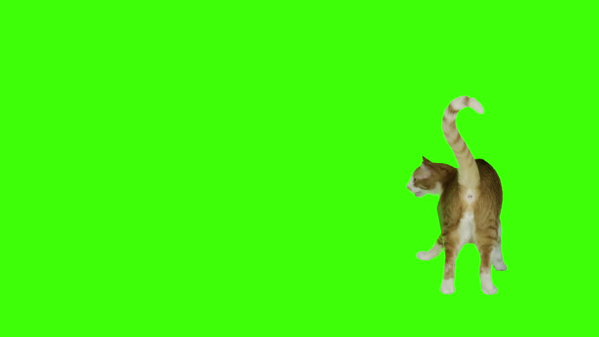 4K-GREEN-SCREEN-CAT Footage, Videos and Clips in HD and 4K - Avopix.com