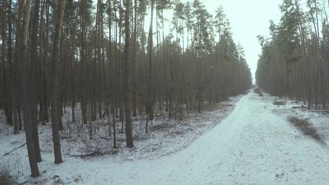 Pine Forest After Snow Winter Scene Stock Footage Video (100% Royalty ...
