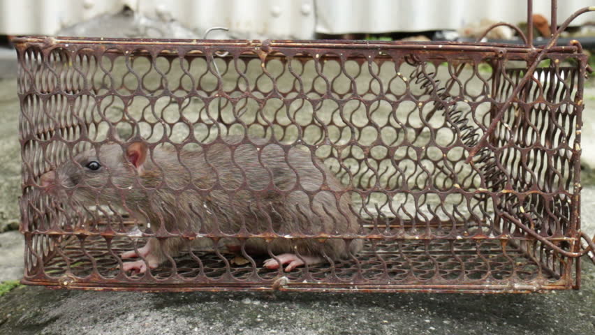 rat trapped cage Stock Footage Video (100% Royalty-free) 8664370 ...