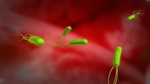 3d Animation H Pylori Swimming Gastric Stock Footage Video (100% ...