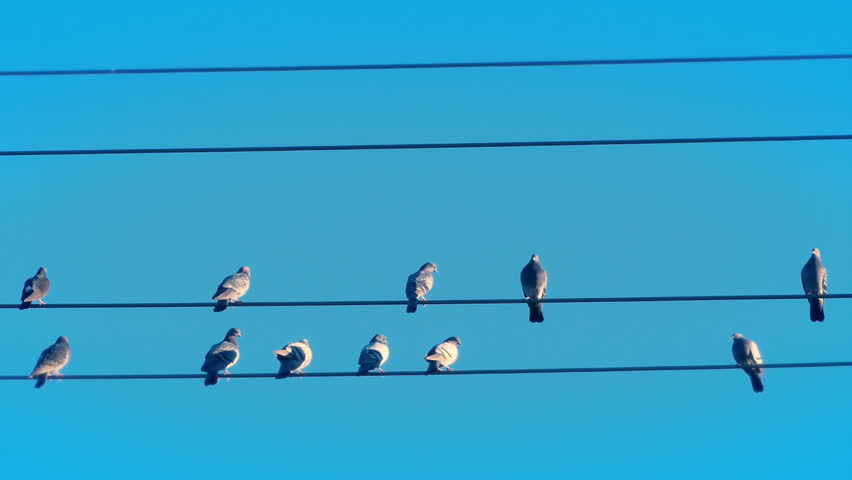 Birds flying off the wire image - Free stock photo - Public Domain ...