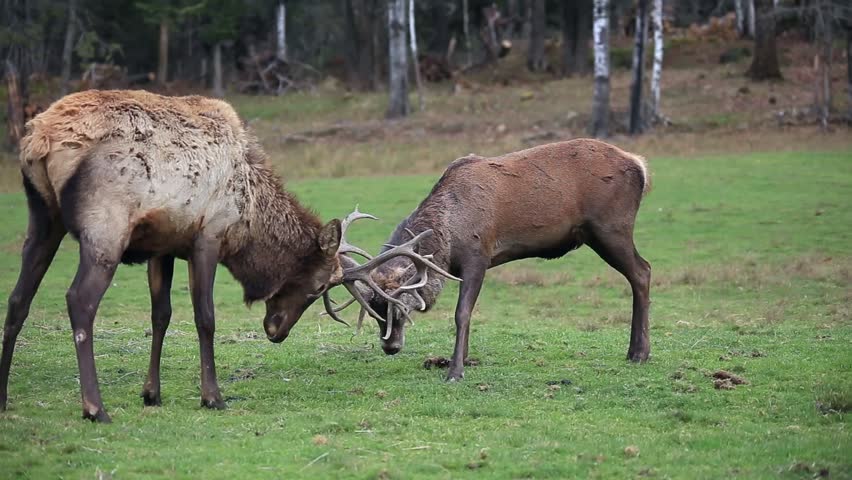 Bull elk fighting photo Stock Video Footage - 4K and HD Video Clips ...