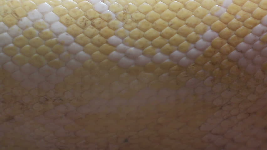 Thai Python Stock Video Footage - 4K and HD Video Clips | Shutterstock