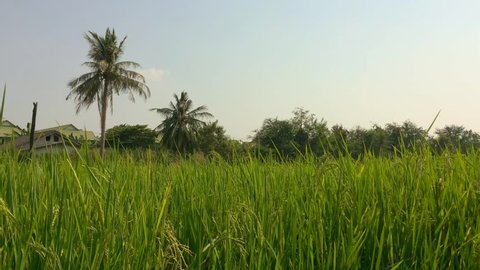 Rice Field Wind Stock Footage Video (100% Royalty-free) 19719625 ...