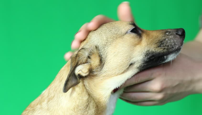 Hand Stroking a Dog On Stock Footage Video (100% Royalty-free) 8699794 ...