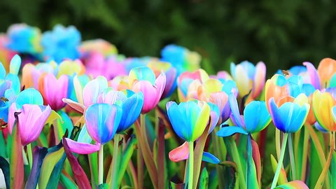 Rainbow Spring Flowers Tulips Dutch Tulip Stock Photo 1636248322 ...