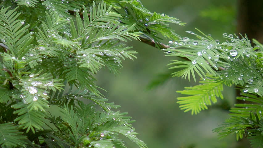 Conifer Branches with Rain Drops Stock Footage Video (100% Royalty-free ...