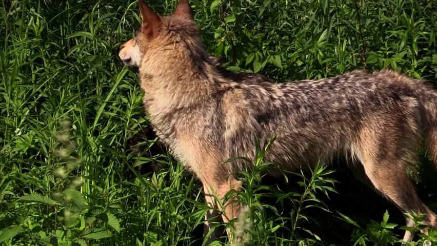 Adorable Two Wet Timber Wolf Stock Footage Video (100% Royalty-free ...