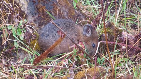 Endangered Species Mice Apodemus Gurkha Annapurna Stock Footage Video ...