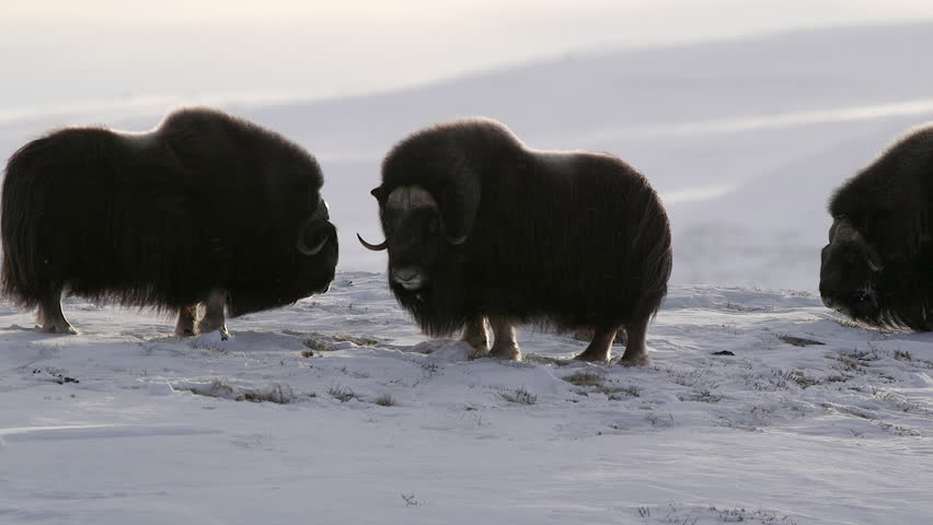 three musk ox bull fighting backlight Stock Footage Video (100% Royalty ...