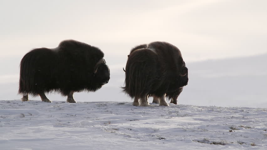 two musk ox bull fighting backlight Stock Footage Video (100% Royalty ...