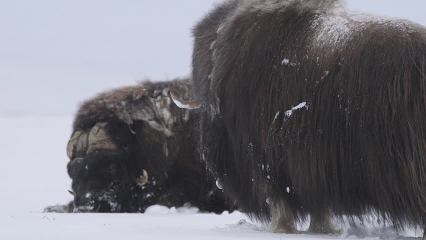two musk ox bulls on laying Stock Footage Video (100% Royalty-free ...