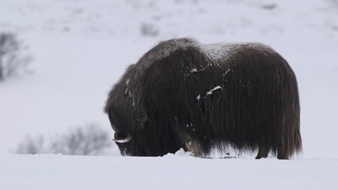 Musk Ox Bull Dorsal View Walking Stock Footage Video (100% Royalty-free ...