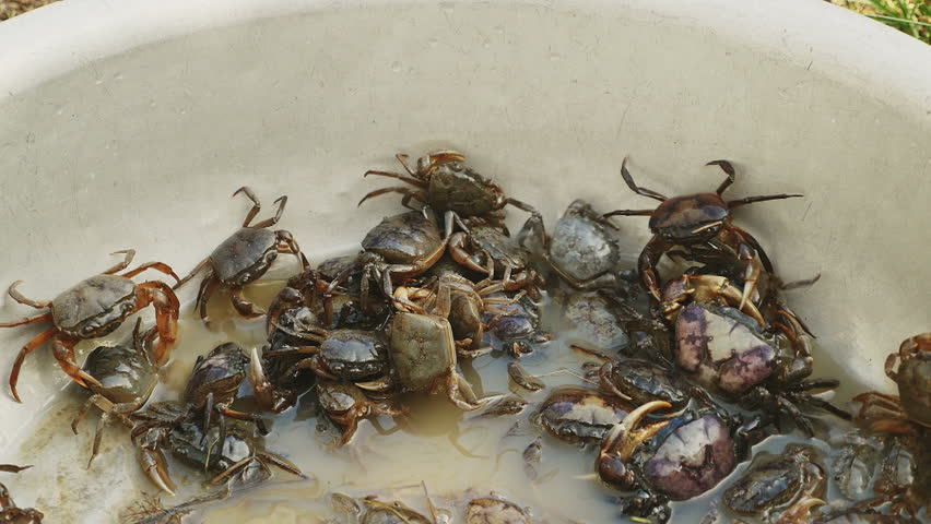 extreme close-up basin crabs caught rice: วิดีโอสต็อก (ปลอดค่าลิขสิทธิ์ ...