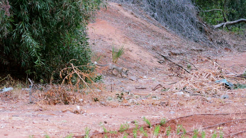 Fennec Fox Jumping in the Stock Footage Video (100% Royalty-free ...