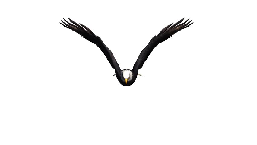 golden eagle - flying loop front Stock Footage Video (100% Royalty-free ...