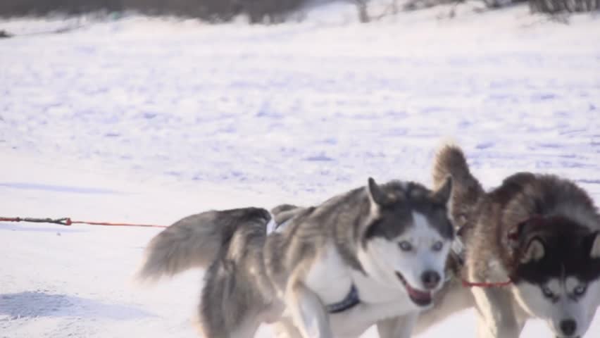huskies pulling sleigh close Stock Footage Video (100% Royalty-free ...