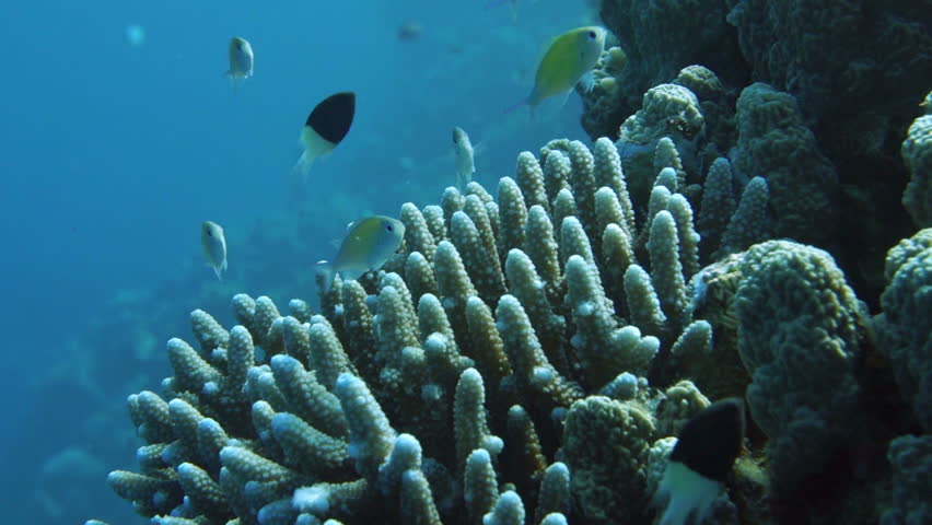 Colorful Underwater Offshore Rocky Reef Stock Footage Video (100% ...