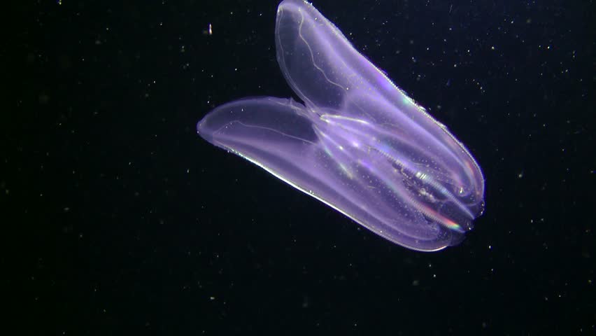 Marine Invasions Jellyfish Ctenophora Mnemiopsis Stock Footage Video ...