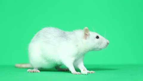 Funny Rat Washing Himself Green Screen Stock Footage Video (100% ...