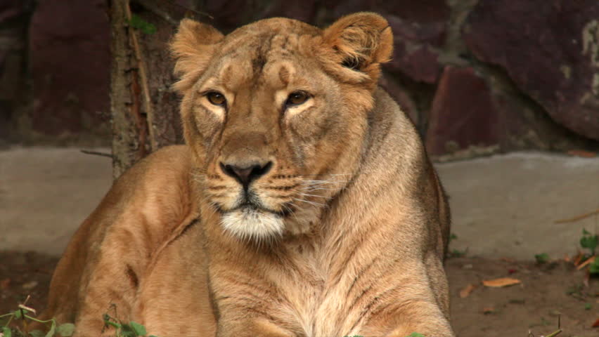 portrait aggressive lioness attacking Stock Footage Video (100% Royalty ...