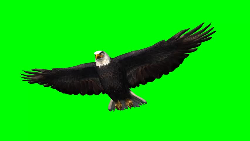 american eagle fly animal green screen Stock Footage Video (100% ...