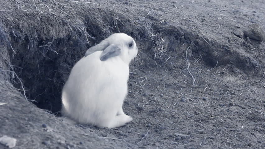 Infrared Fauna: Baby Rabbit Washing Stock Footage Video (100% Royalty ...