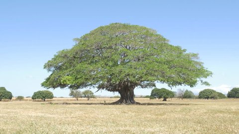 Guanacaste Tree Costa Rica the Gaunacaste: video de stock (totalmente ...