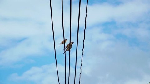 Birds Flying Power Lines Slow Motion Stock Footage Video (100% Royalty ...