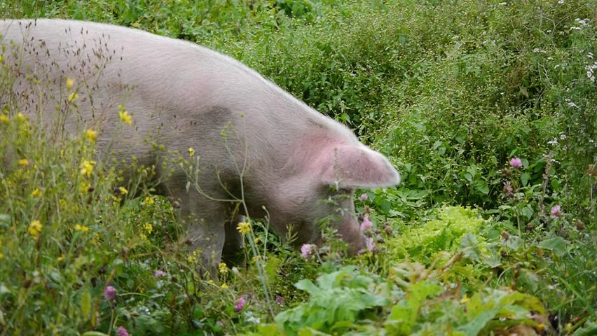 Roti de porc Stock Video Footage - 4K and HD Video Clips | Shutterstock