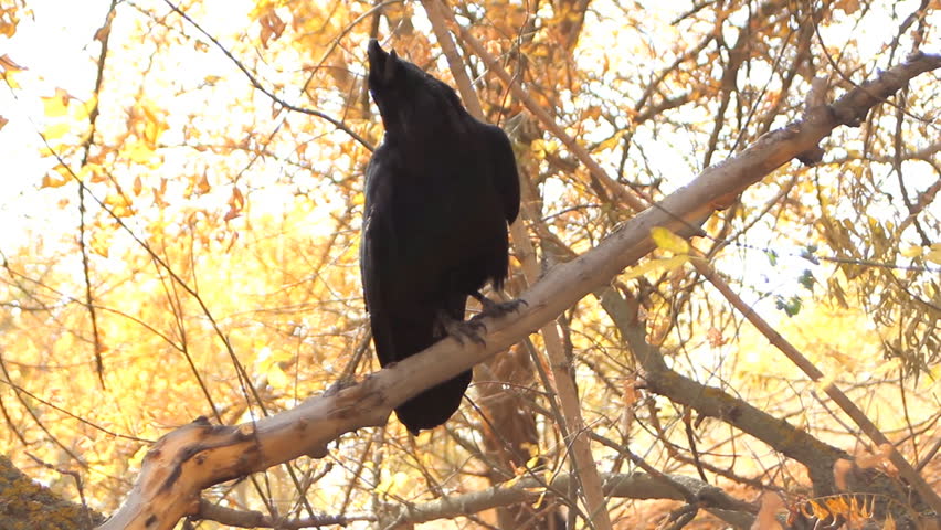 talking clever bird raven middle east Stock Footage Video (100% Royalty ...