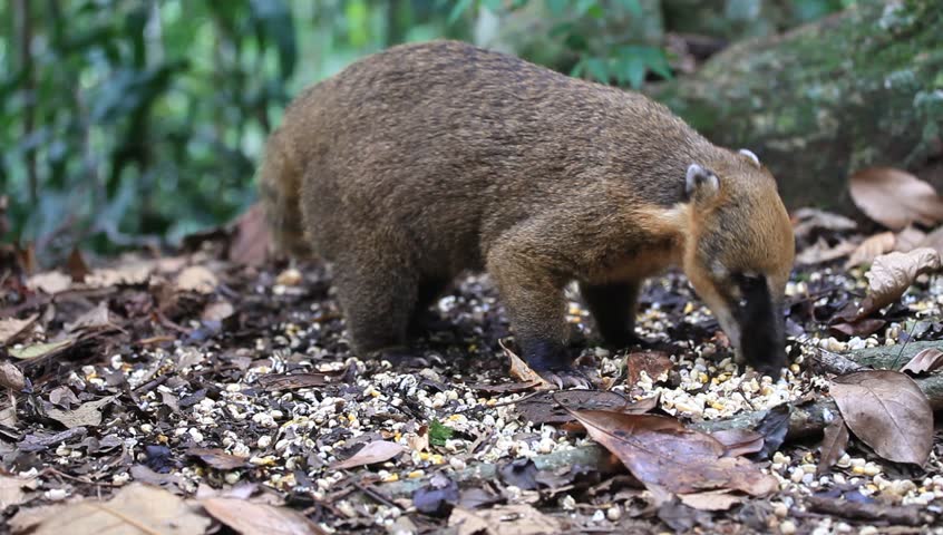 south american coati tijuca national park Stock Footage Video (100% ...