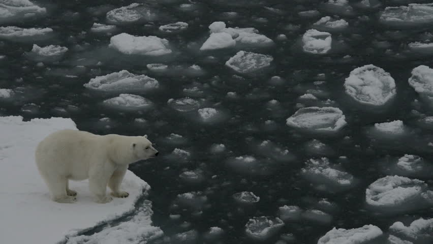 polar bear moving on ice floes Stock Footage Video (100% Royalty-free ...
